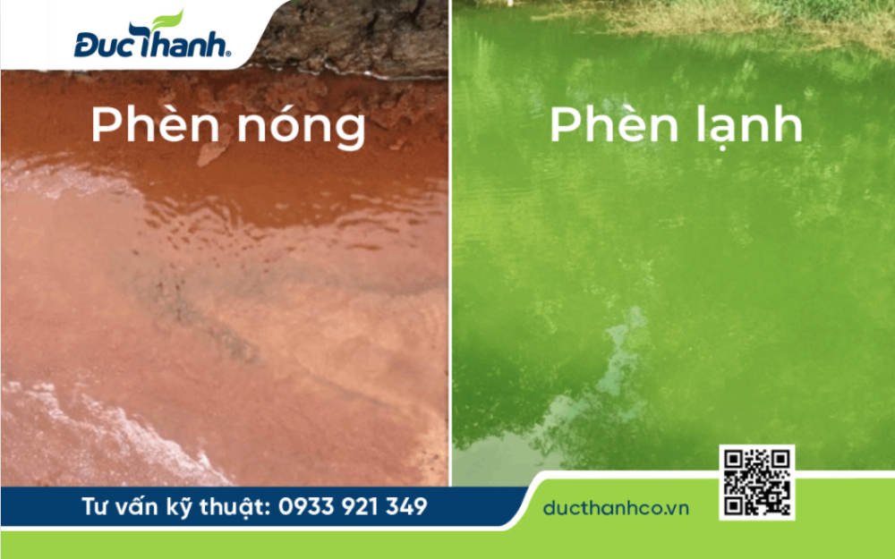 Giải pháp cho lúa ngộ độc phèn